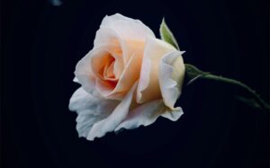 Discover 67 Elegant Names That Mean Rose for Your Baby