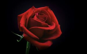 Discover 67 Elegant Names That Mean Rose for Your Baby