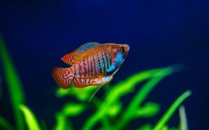 141 Words That Rhyme with Fish to Spice Up Your Writing