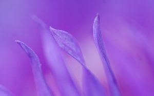 142 Purple Names to Spark Your Creativity and Imagination